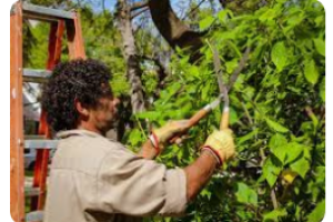 Clasificados Norte Chaco